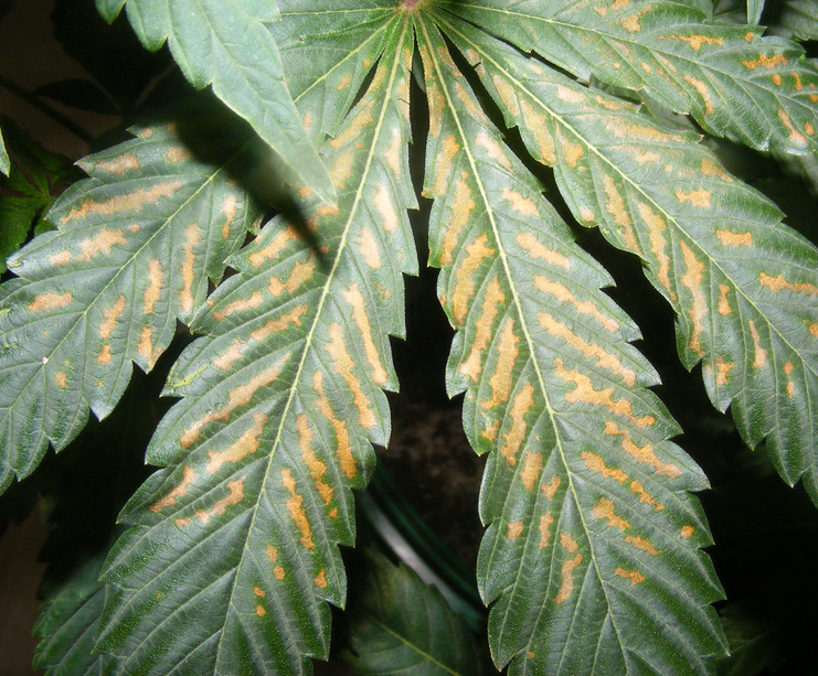 The Nutrients For Cannabis Plants